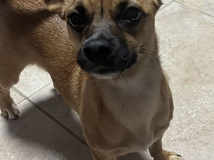 Собака в добрые руки отдам бесплатно