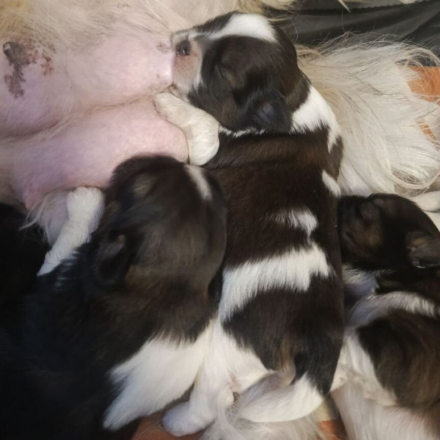 Ши-тцу, щенок