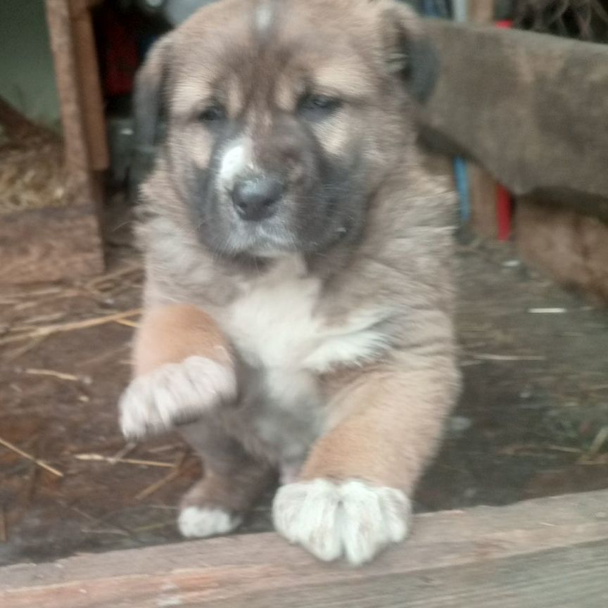 Среднеазиатская овчарка, щенок