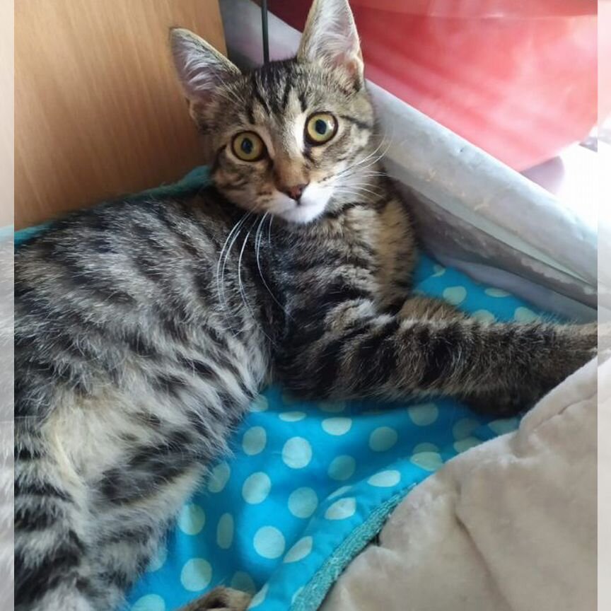 Кото девочка Масяня