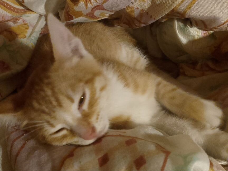 Котенок в добрые руки