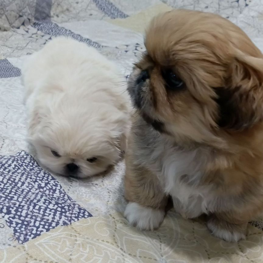 Щенки пекинеса