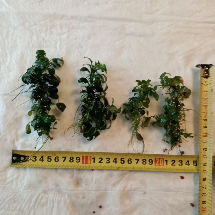 Анубиас Бартера, Криптокорина Тропика, Сагиттария