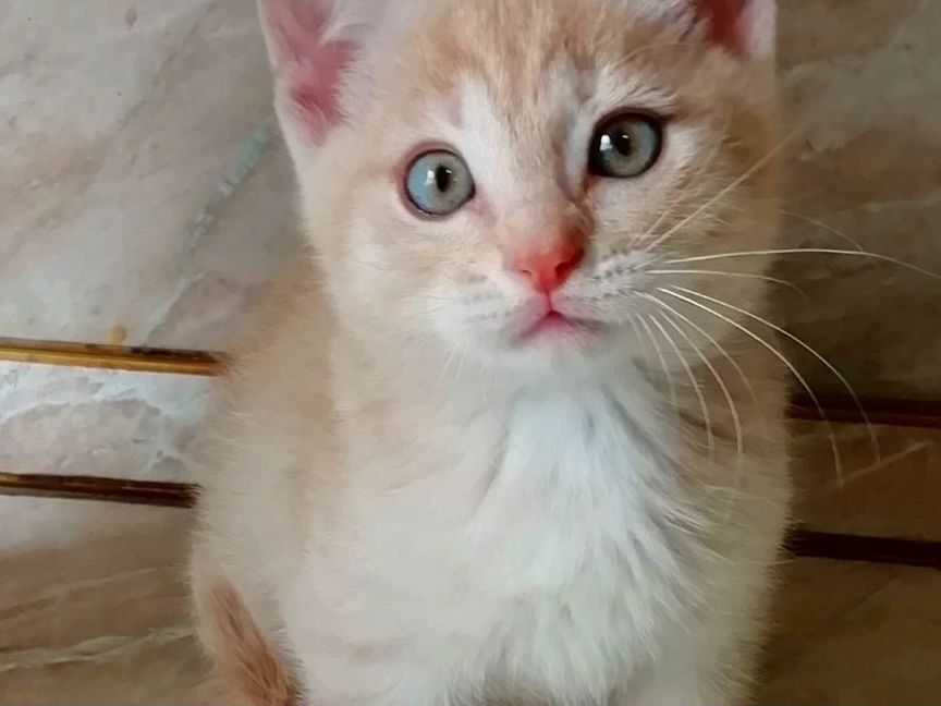 Персиковое чудо ищет дом