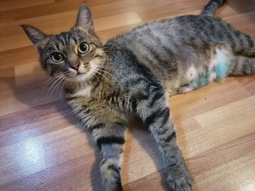 Кошка