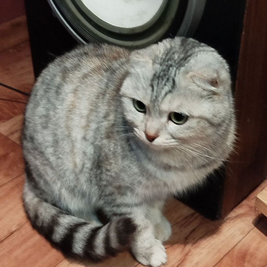 Шотландская вислоухая кошка серая