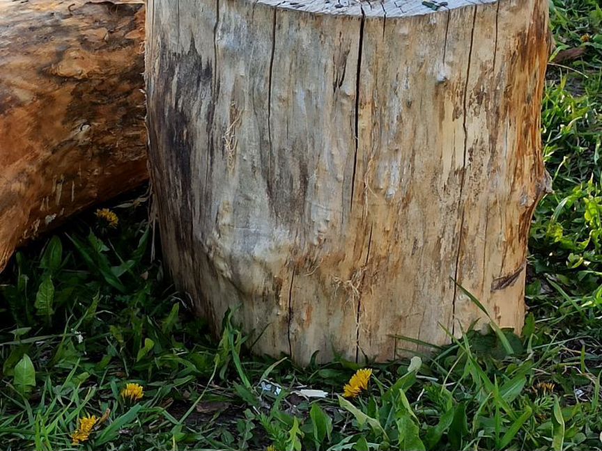 Щенки папийона