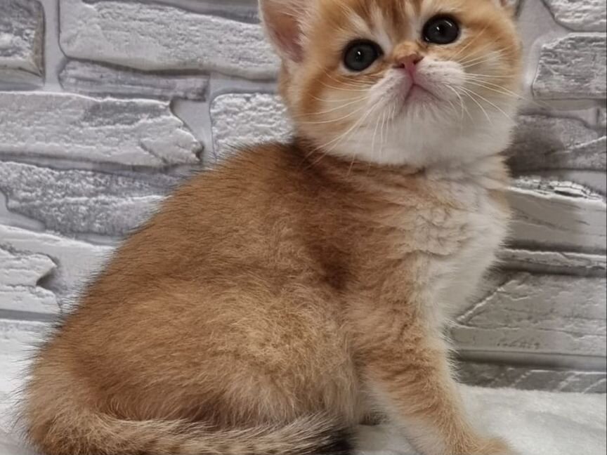 Британские котята