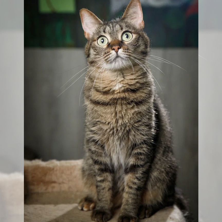 Взрослая кошка в добрые руки