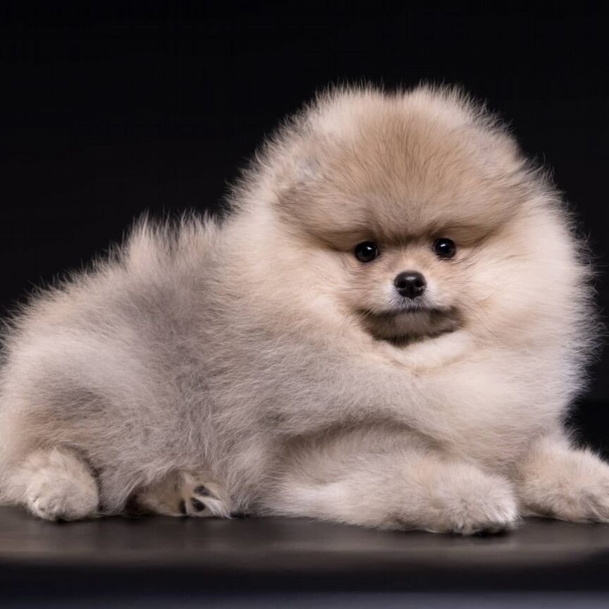 Померанский шпиц