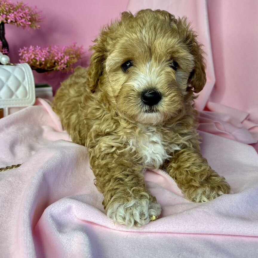 Мальтипу, щенок