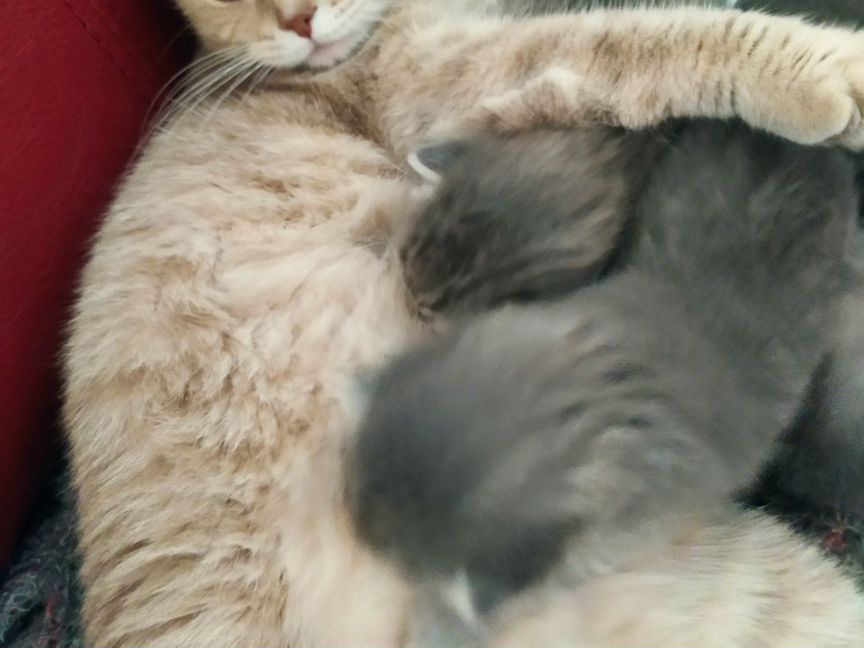 Котята золотая шиншилла