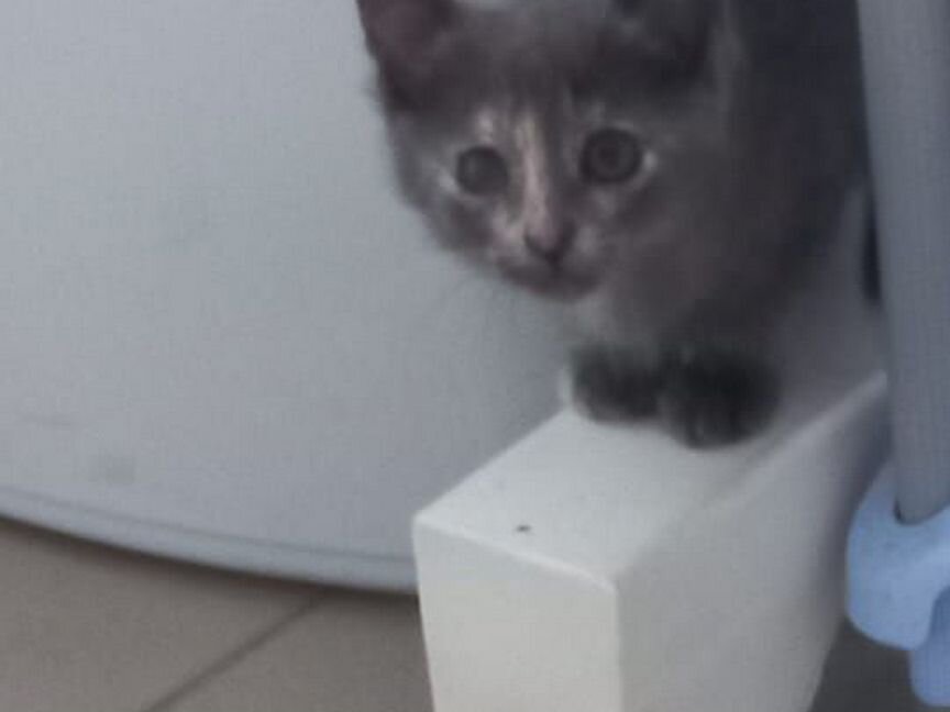 Брошенный котенок в добрые руки