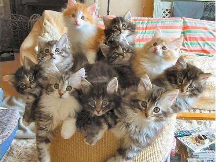 Котята и взрослые кошки в дар