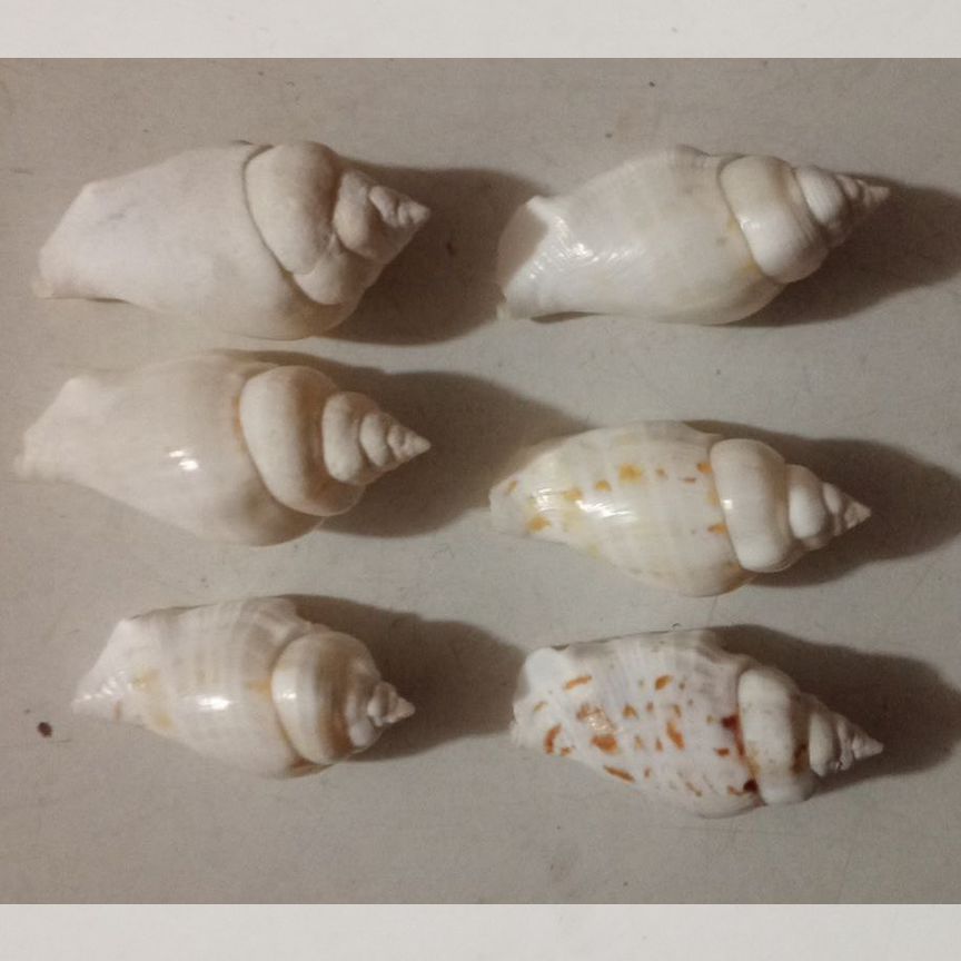 Ракушки стромбус и рапана