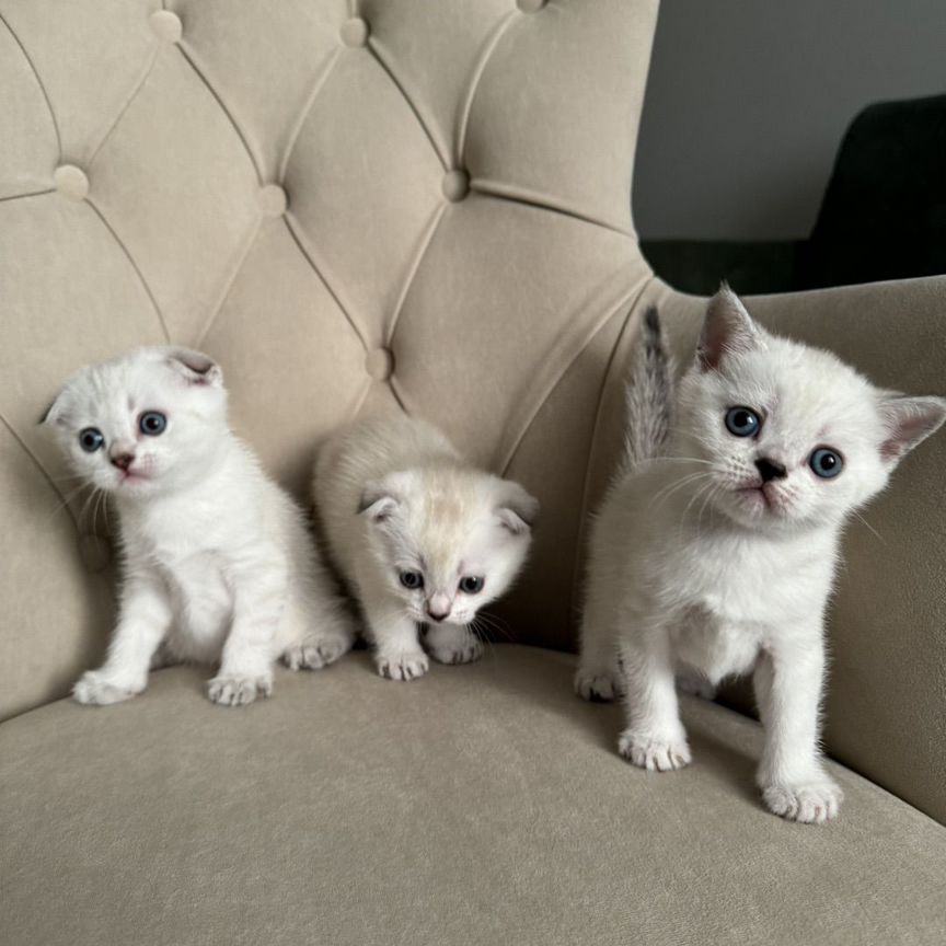 Продам шотландских котят