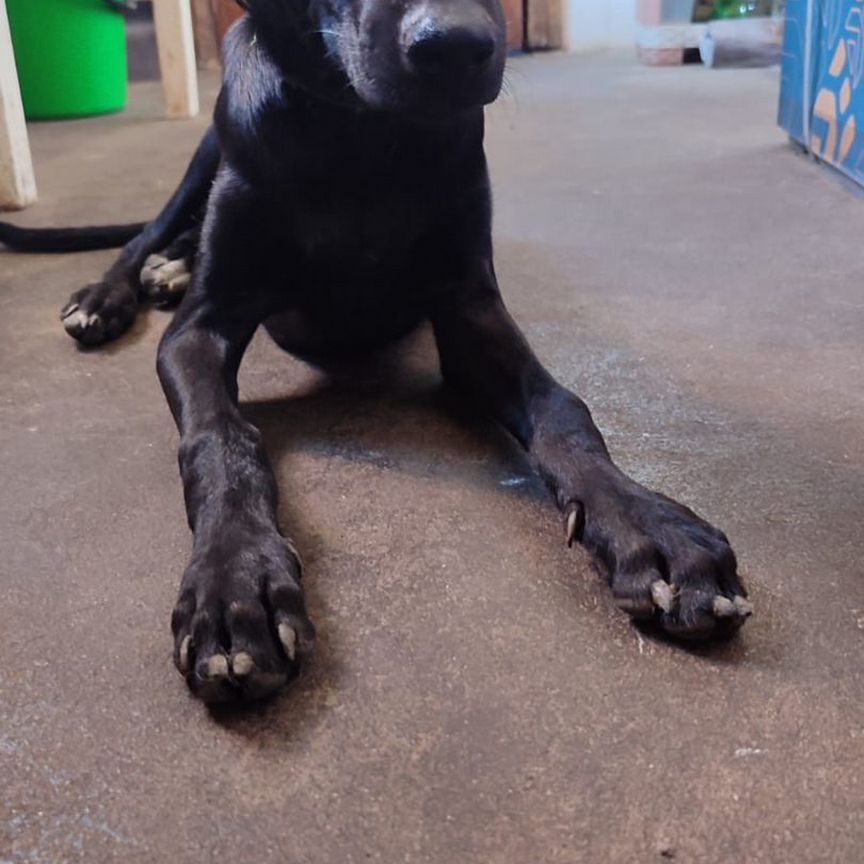 Щенок Кай 5мес в добрые руки