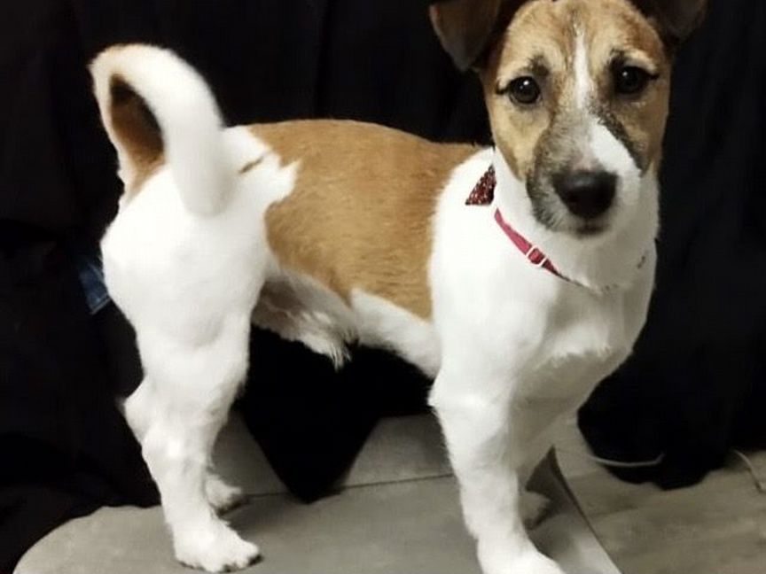 Вязка Джек Рассел терьер (мальчик)