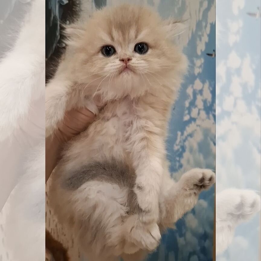 Британский длинношёрстный котёнок