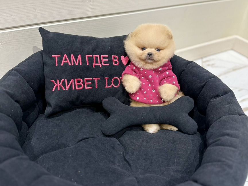 Самая модная порода собак