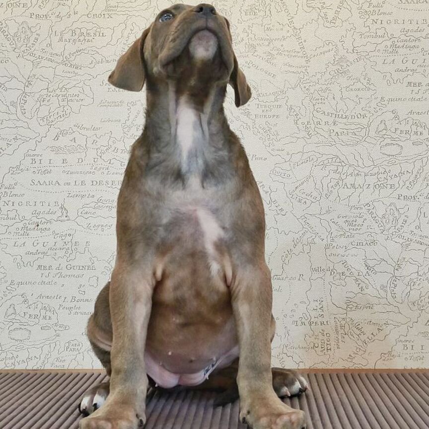 Кане-корсо, щенок