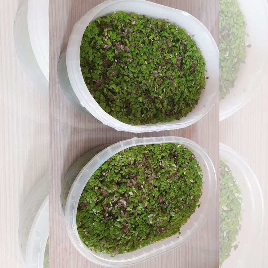 Ряска для аквариума