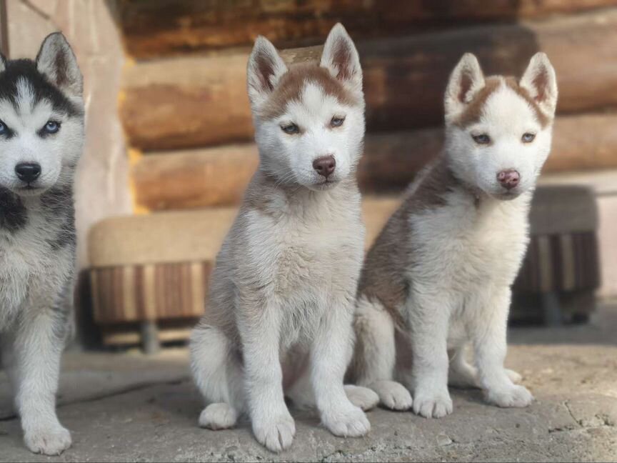 Щенки сибирской хаски