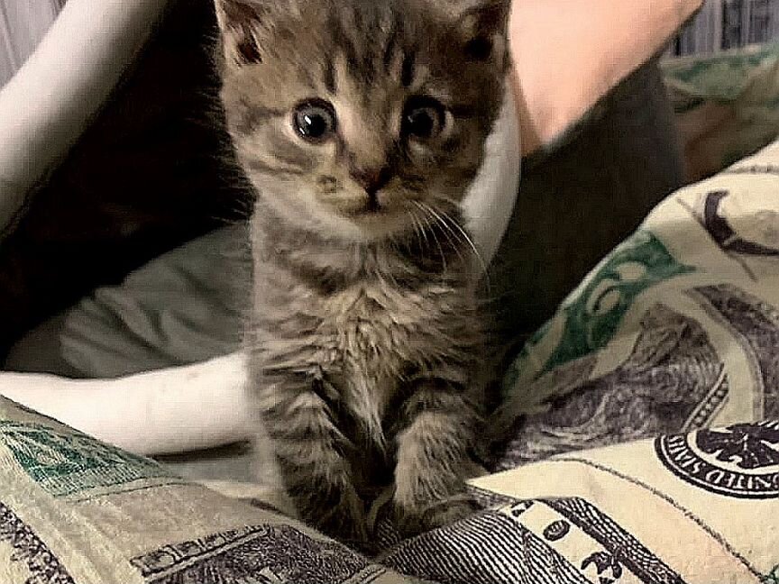 Котёнок ищет дом