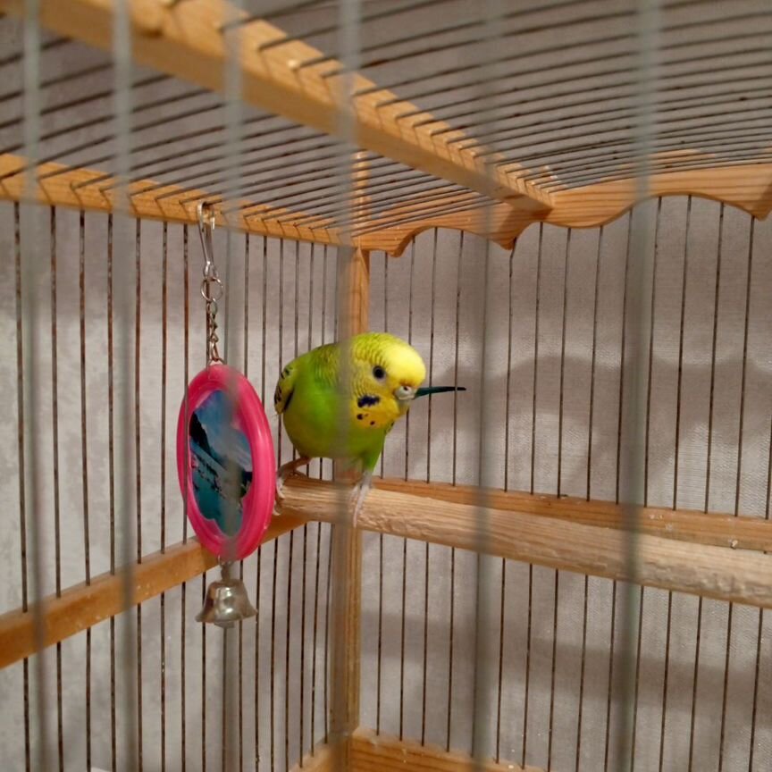 Волнистый попугай