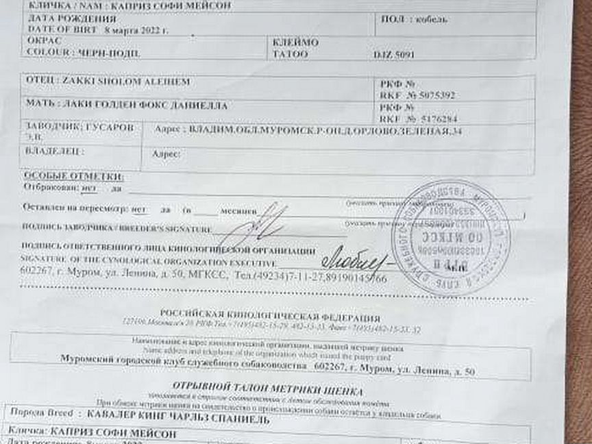 Кавалер кинг чарльз спаниель мальчик для вязки