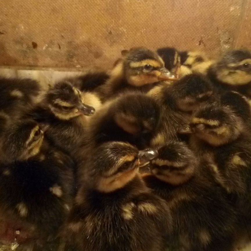 Утята полудички