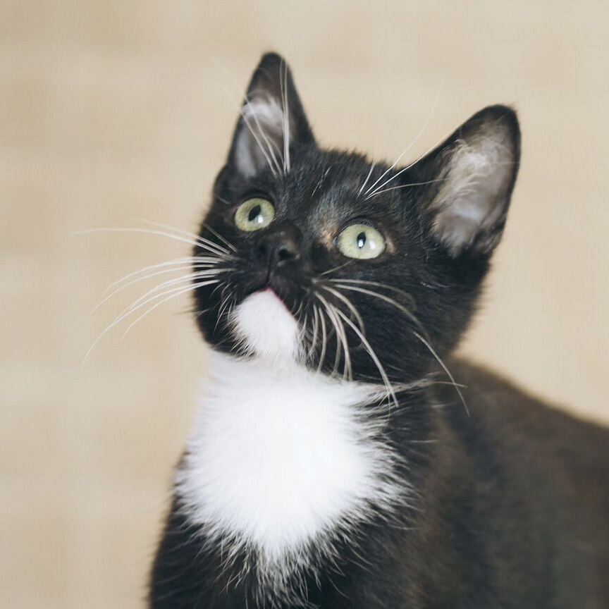 Красивый котёнок мальчишка