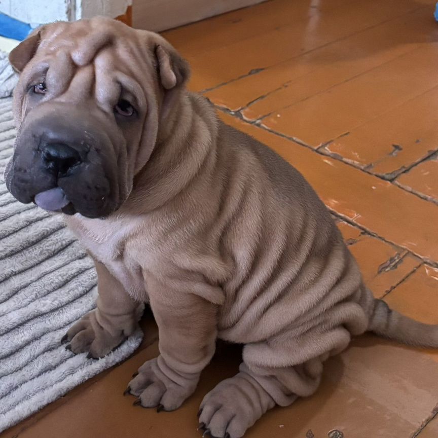 Шарпей, щенок