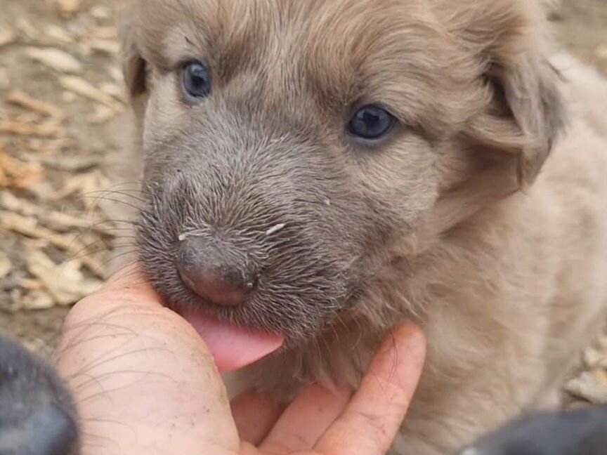 Щенки в добрые руки