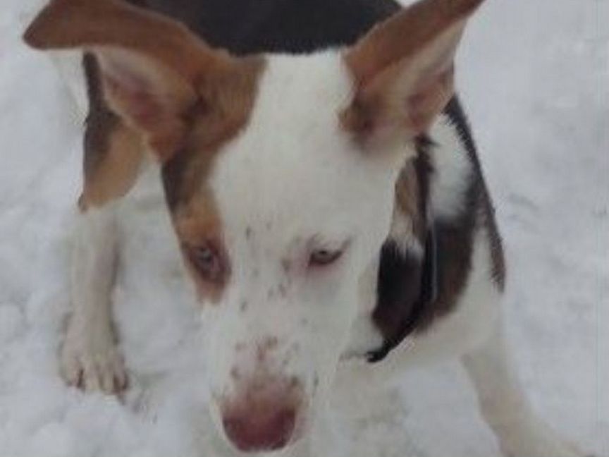 Собака в добрые руки отдам бесплатно