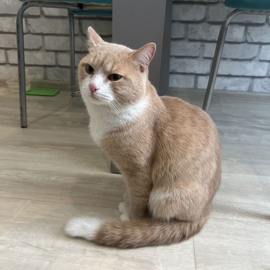 Взрослый кот в добрые руки