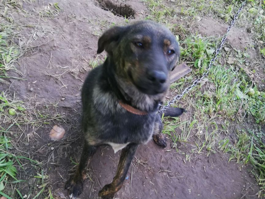 Собака в добрые руки девочка