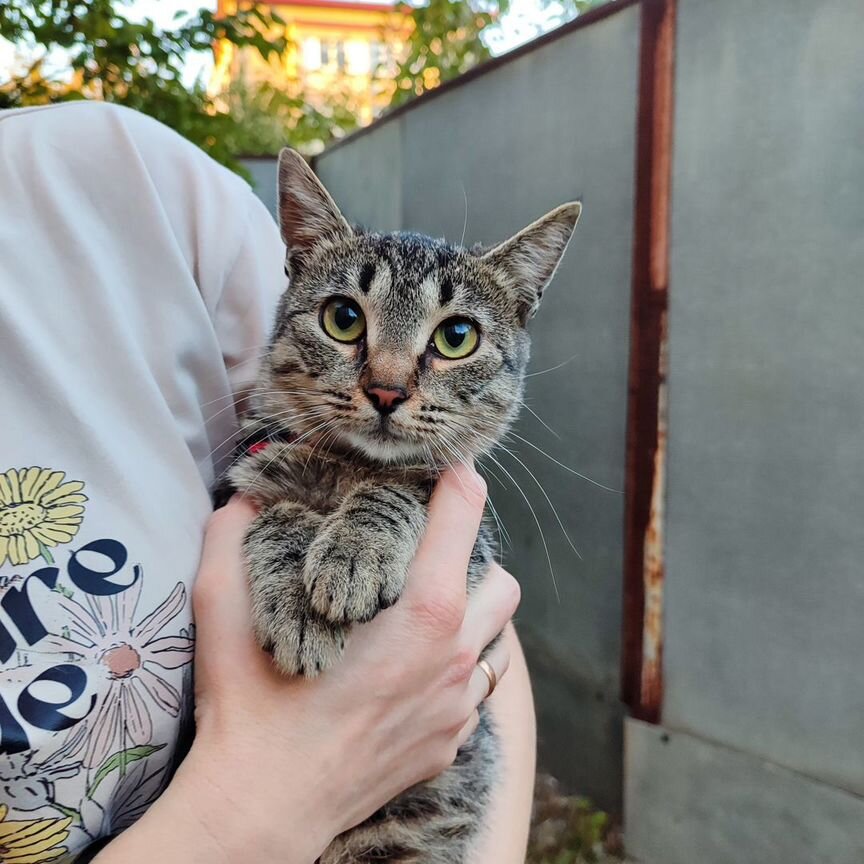 Полосатая кошенька в дар