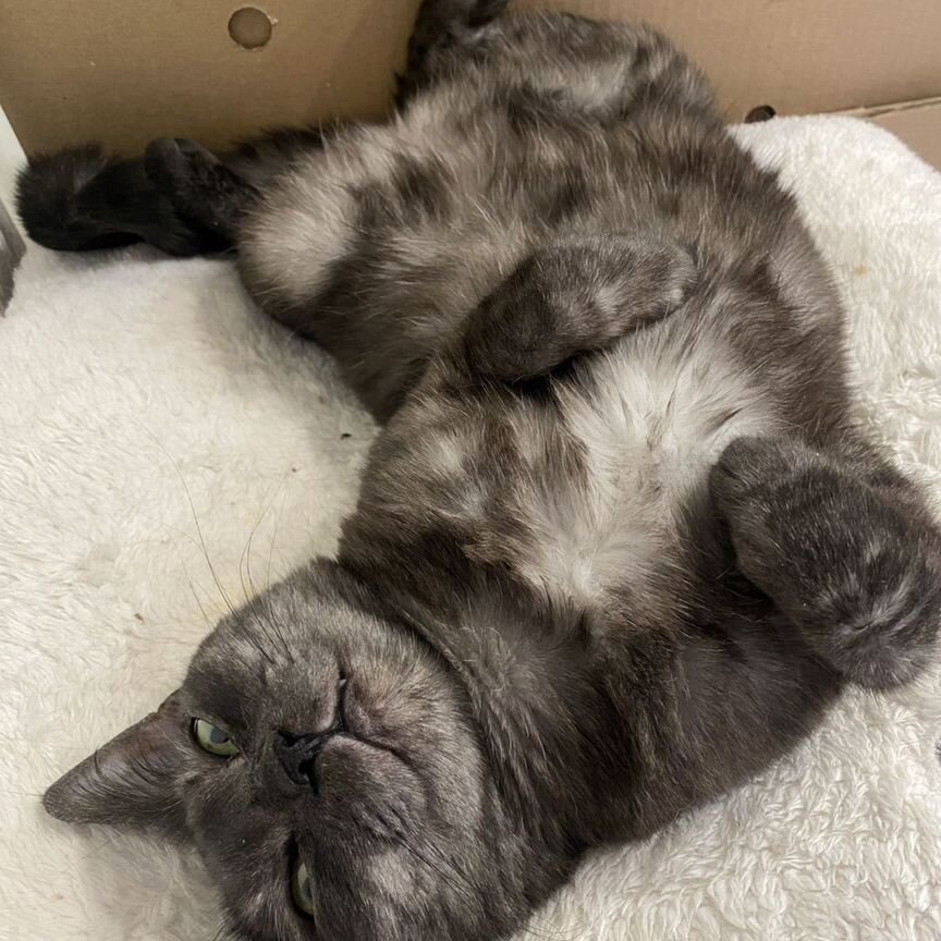 Кошка чёрный дым