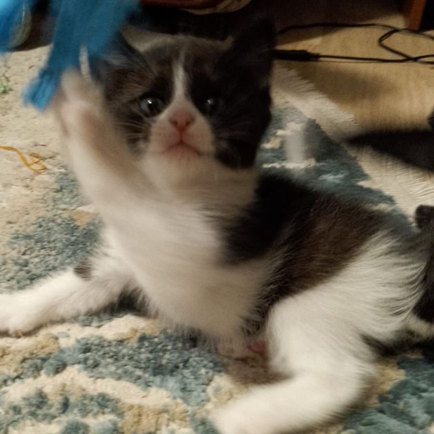 Шикарный котенок