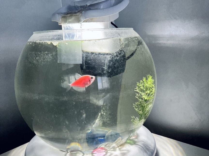 Рыбки тернеция с аквариумом