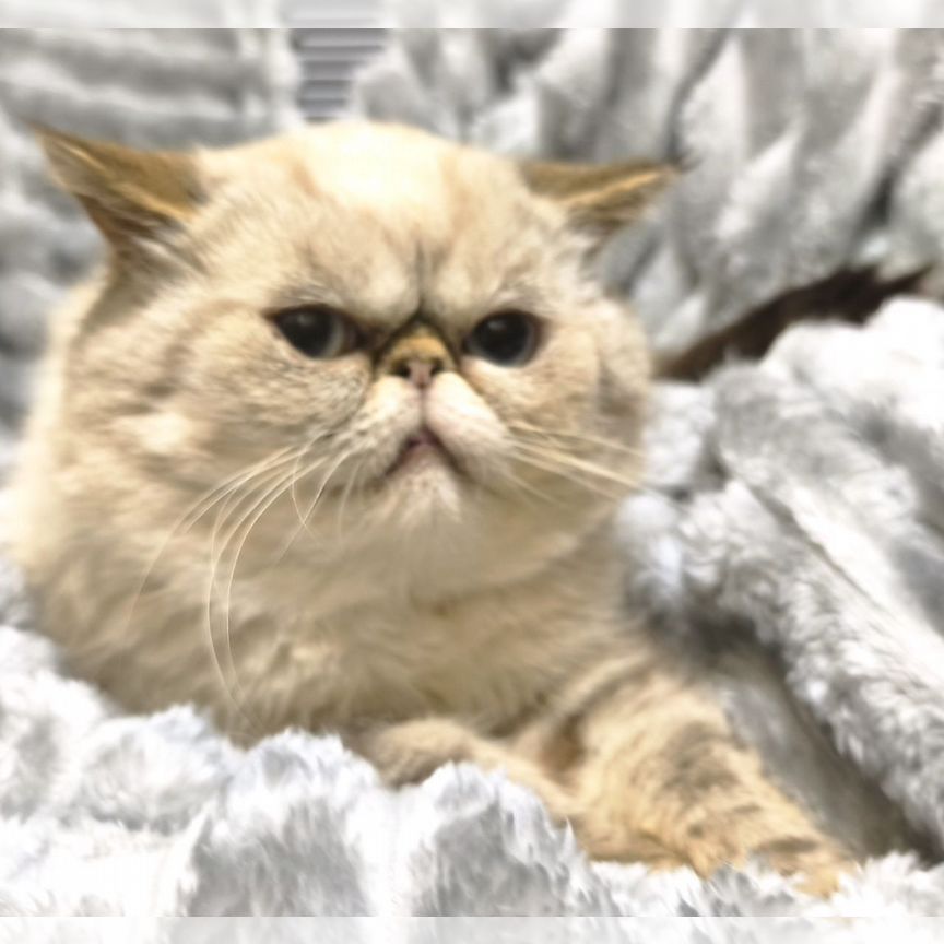Персидский котёнок