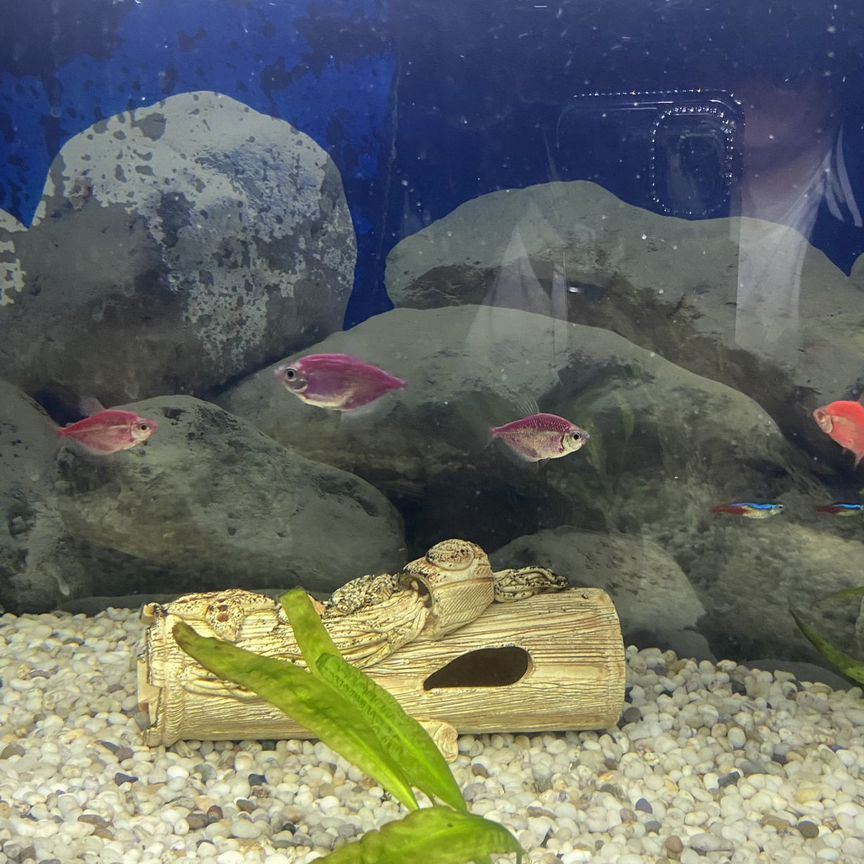 Продам тернеций