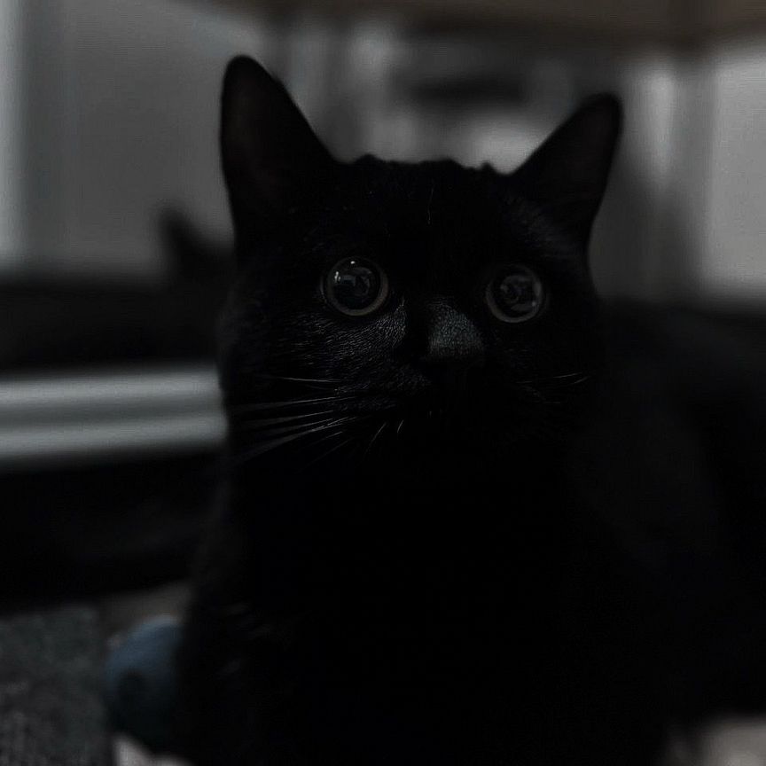 Бомбейские котята