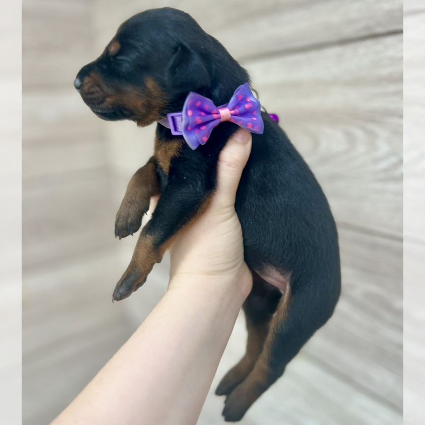 Щенки добермана