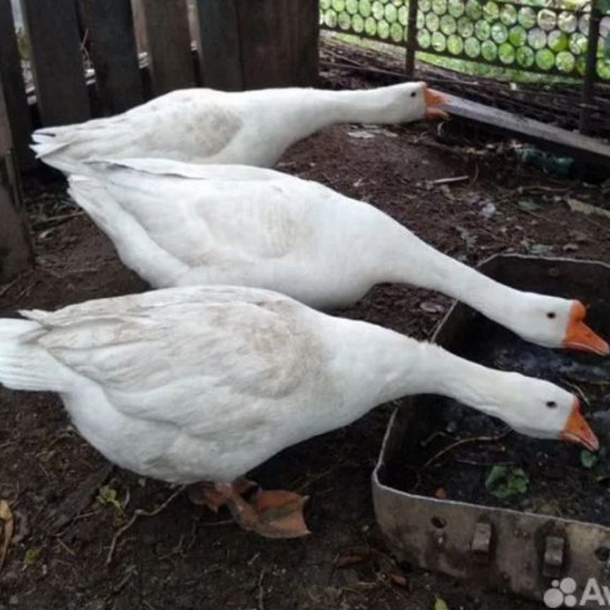 Семья Гусей