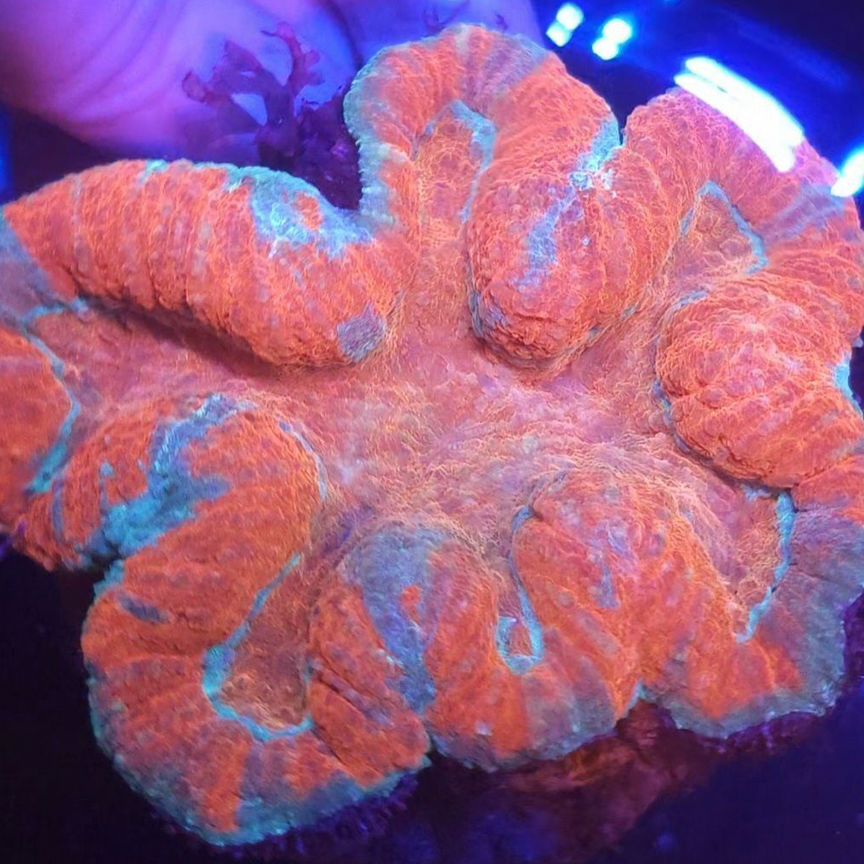 Живой морской коралл Симфиллия (Symphyllia)