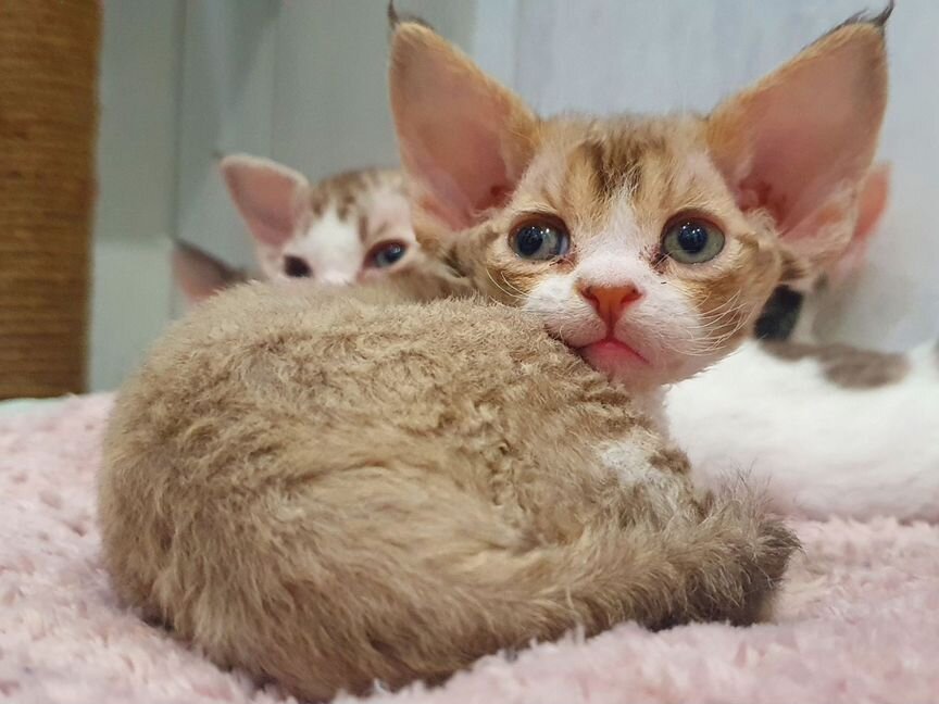 Котята девон-рекс