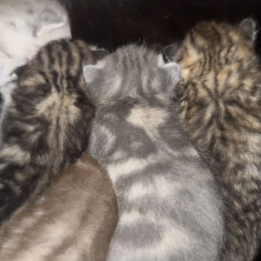 Котята,вислоухие, родились 15 августа