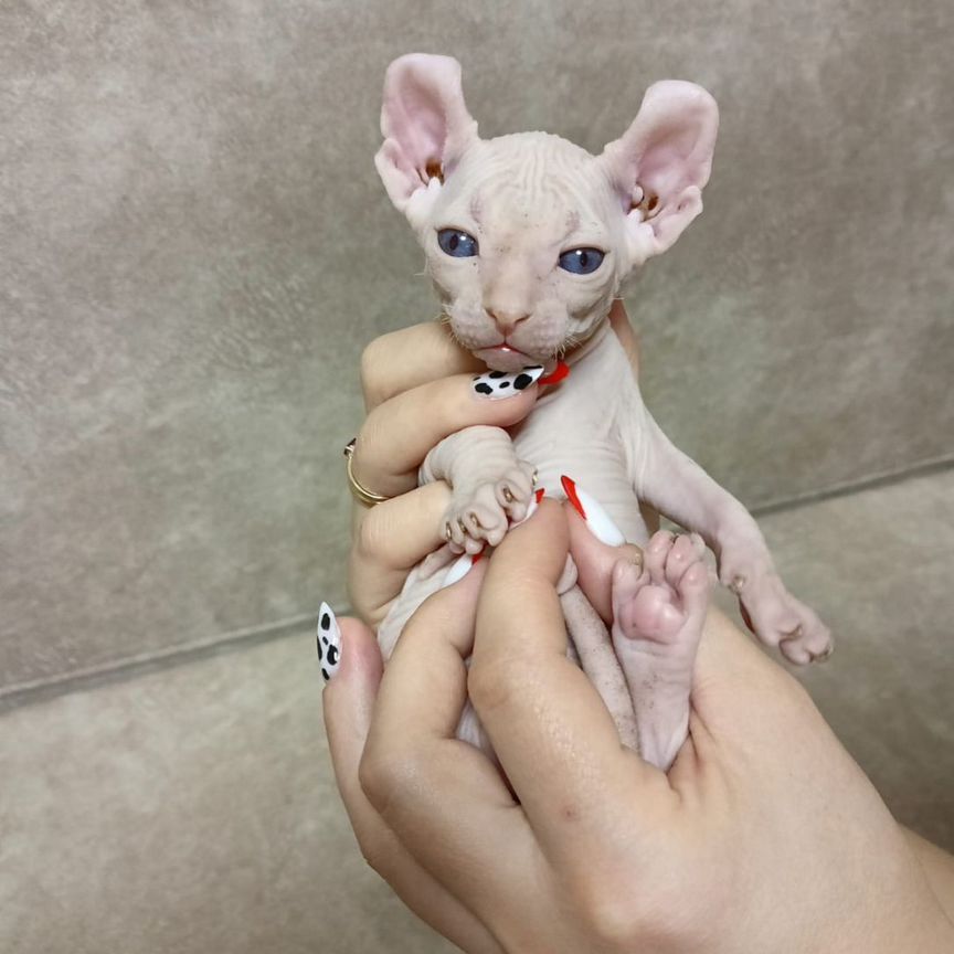 Канадский сфинкс эльф котенок